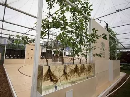 Is It Possible To Grow Avocados Hydroponically? [Here's How ...